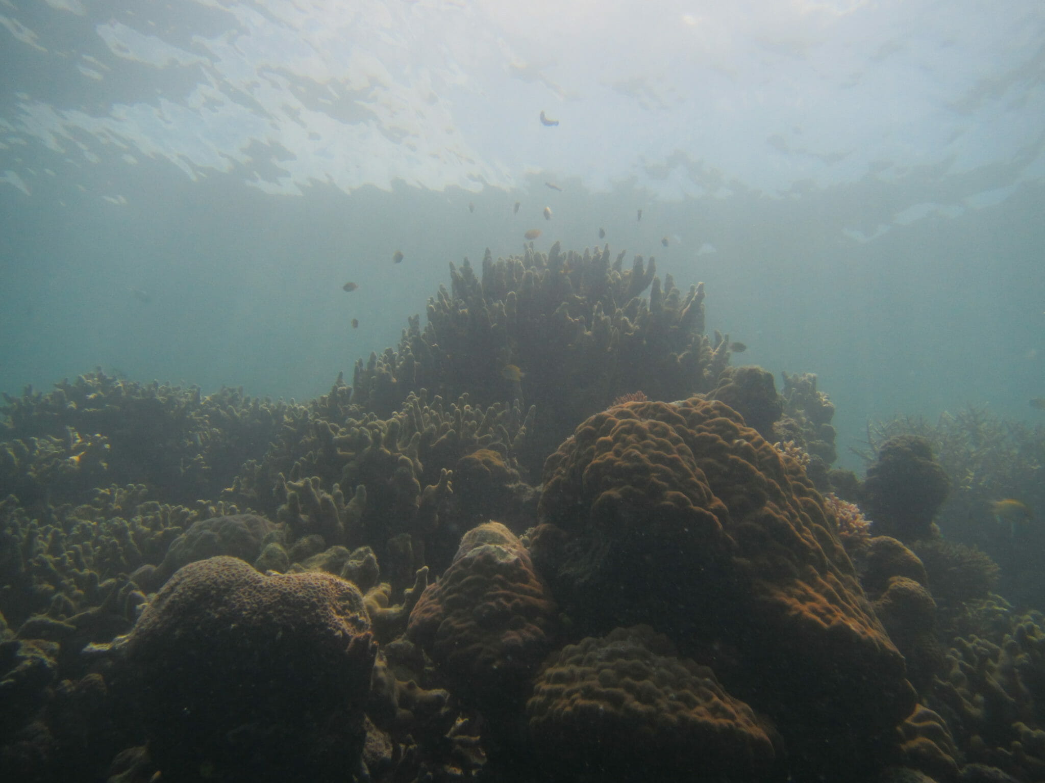 Coral block - Pom Pom Island Resort, Sabah, Malaysia