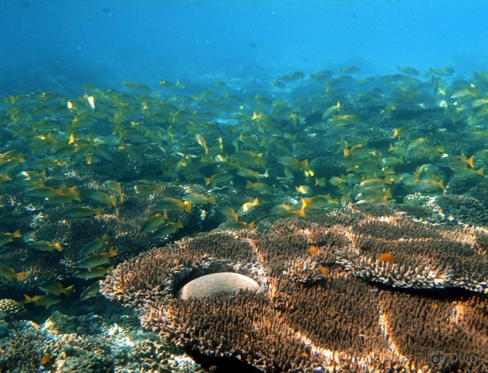 Snorkeling trip to Mantabuan Island / Mantabuan岛浮潜之旅 - Pom Pom Island ...